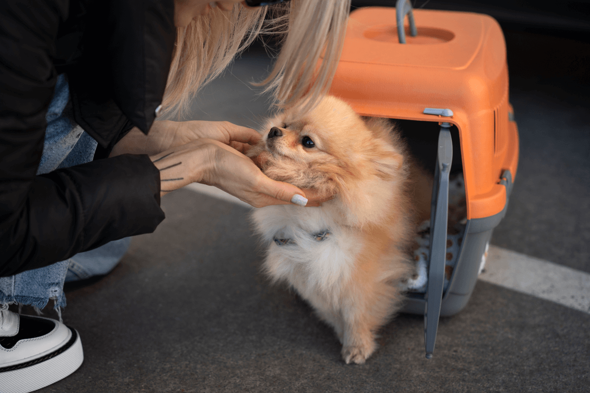 How to Carry Your Pet on a Flight | Petopia Gala