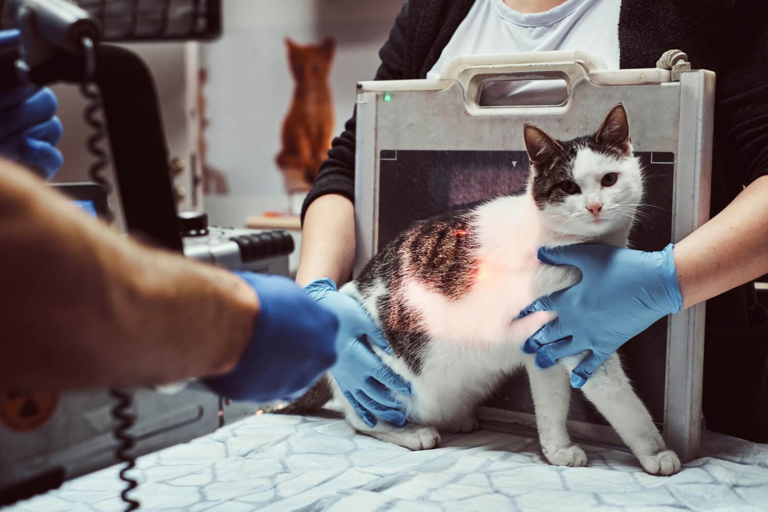 Top 10 Common Cat Skin Diseases and Their Symptoms | Petopia Gala