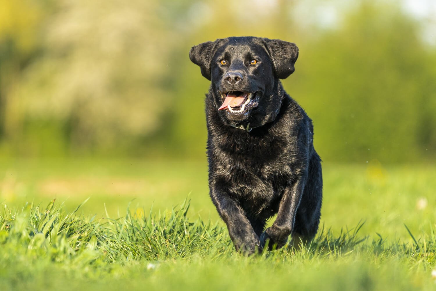 Labrador Price in India (2026): Puppy Cost, Black Labrador Price ...